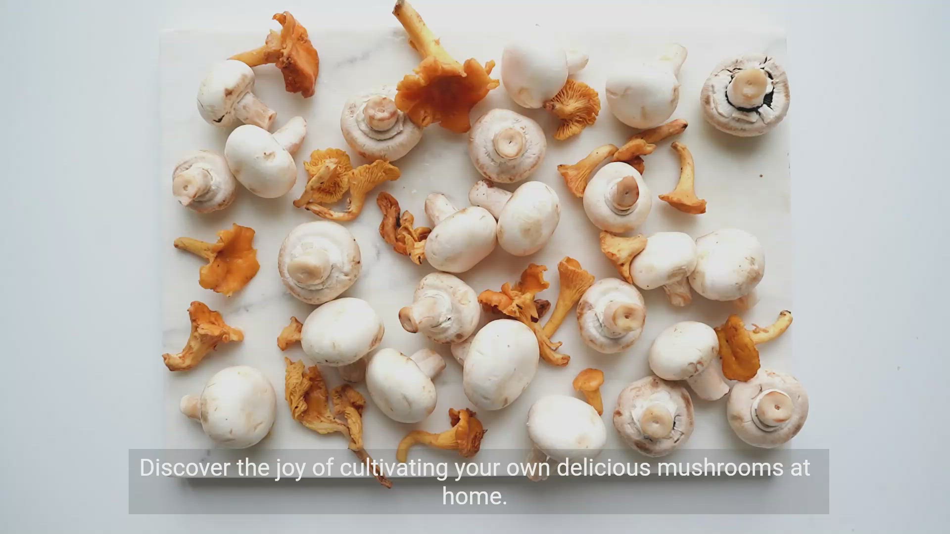 Growing Edible Mushrooms Indoors and on Balconies | Open Video