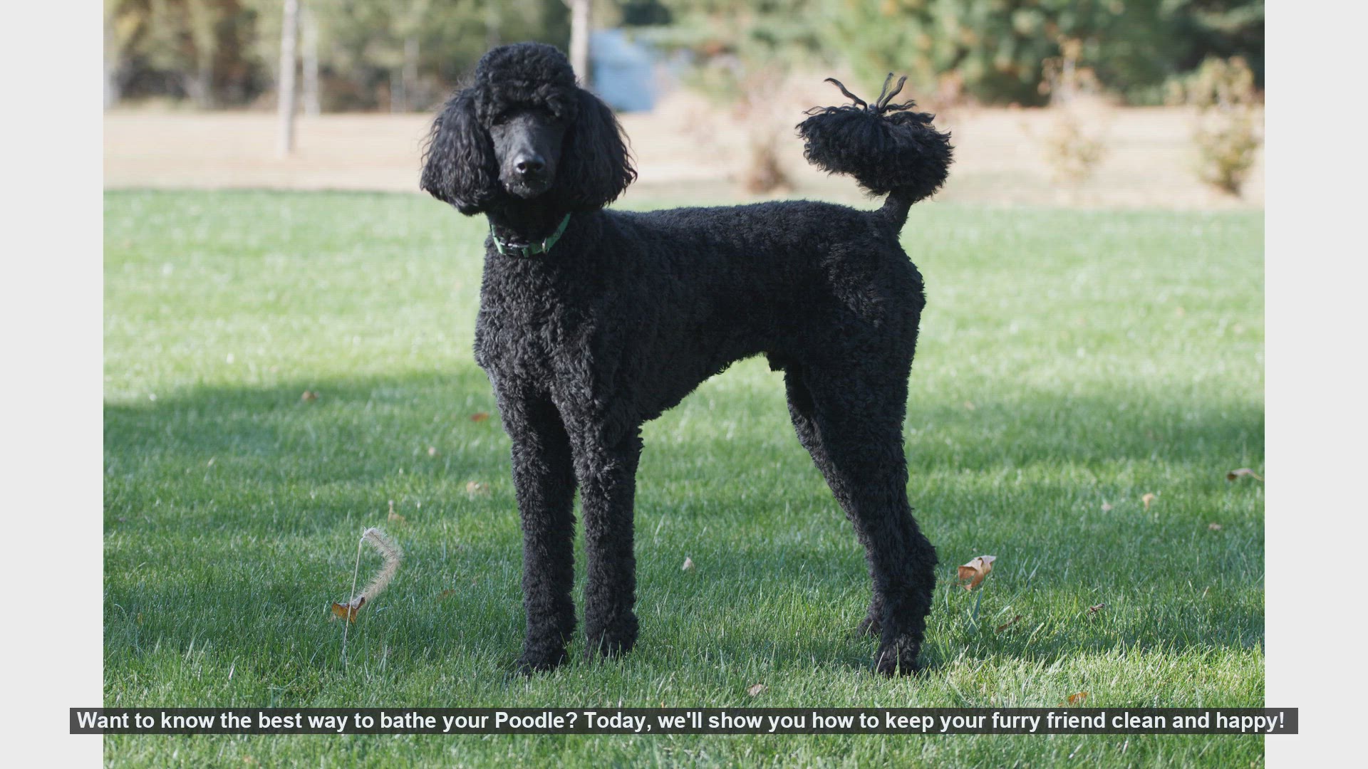 How to Bathe Your Poodle: Step-by-Step Guide | Open Video