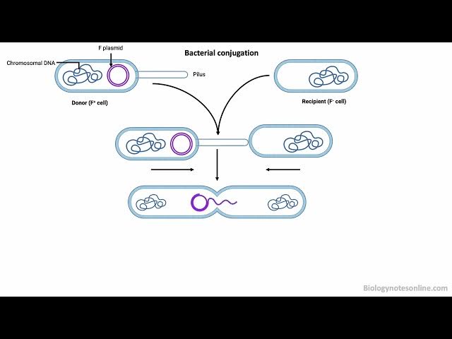 Bacterial conjugation Steps | Open Video