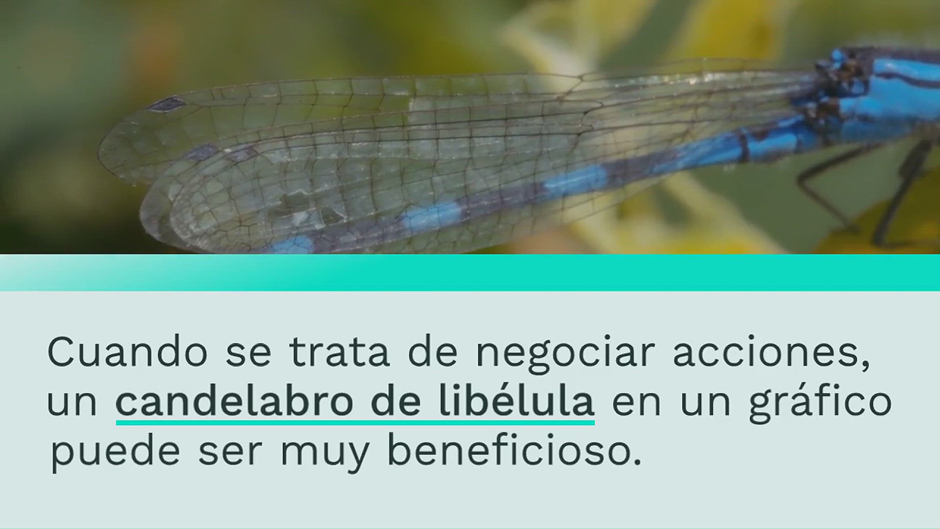 Distinguir una vela de libélula en un gráfico | Open Video