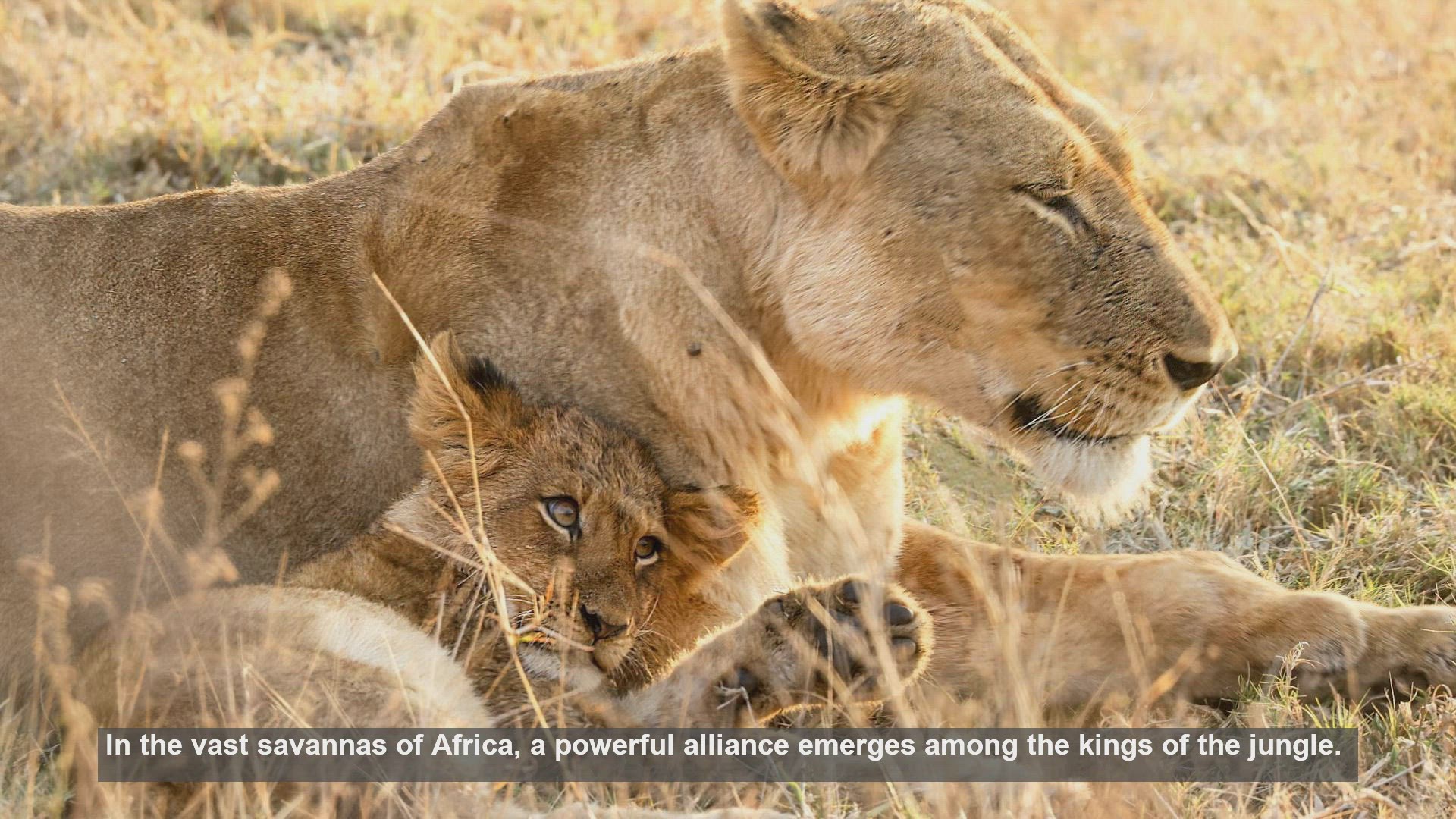 10 Reasons Male Lions Form Coalitions | Open Video