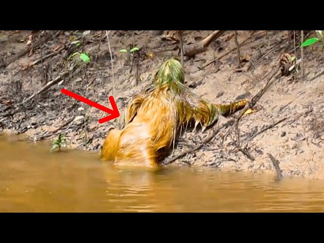 Ranger Sees Weird Creature Crawling Out Of River - He Evacuates The ...