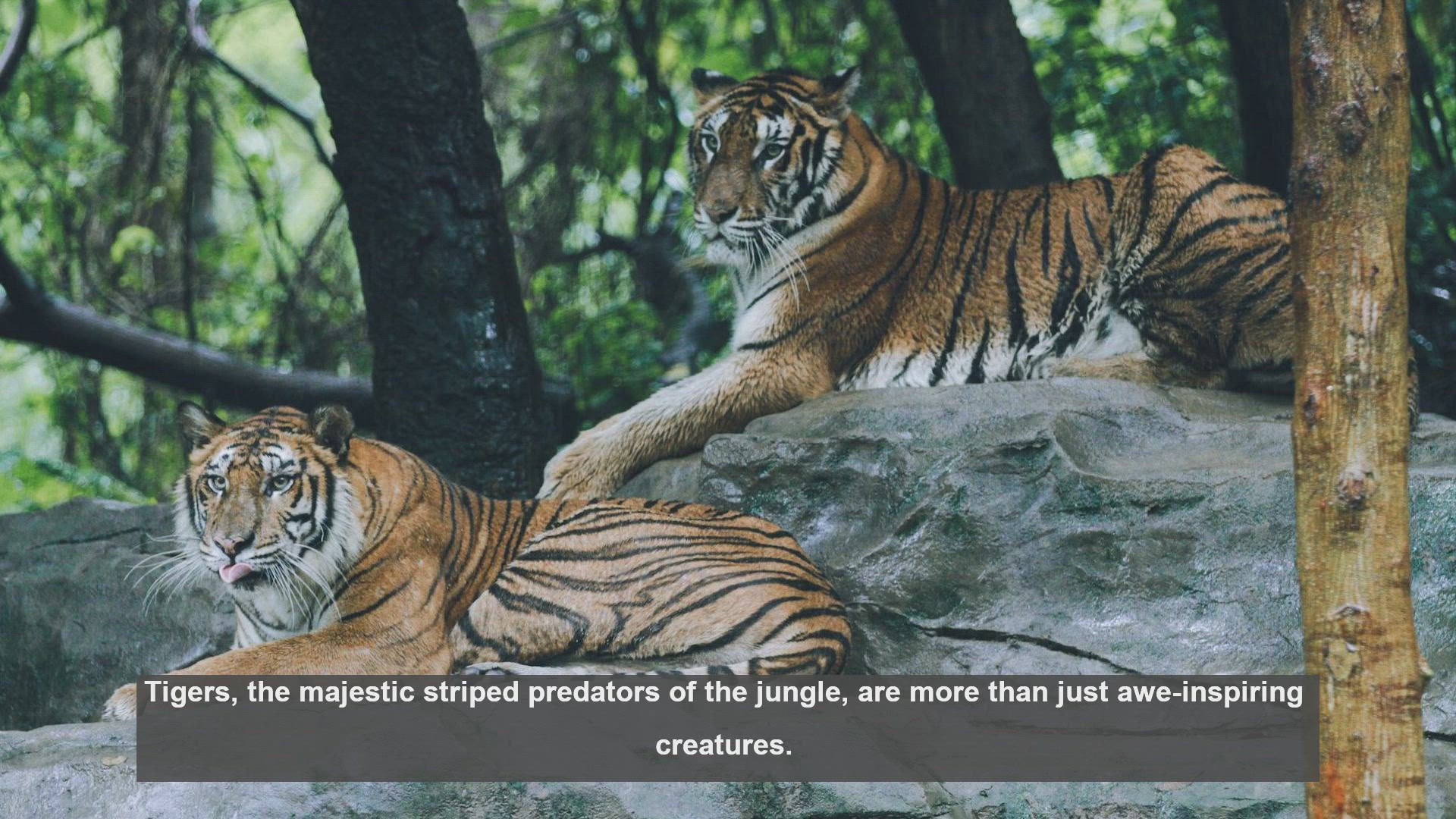 10 Ways Tigers Keep Rainforests Healthy | Open Video