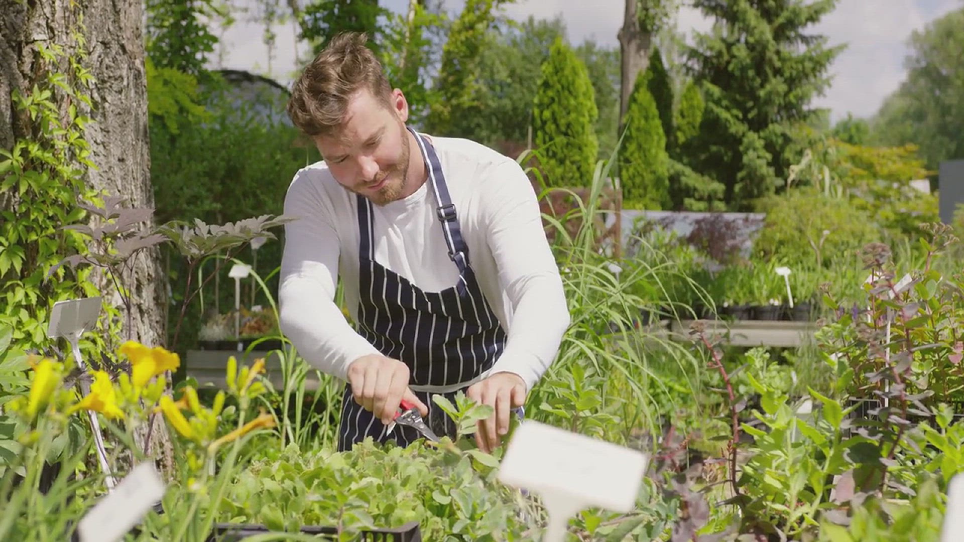 Spirea Bush | Open Video