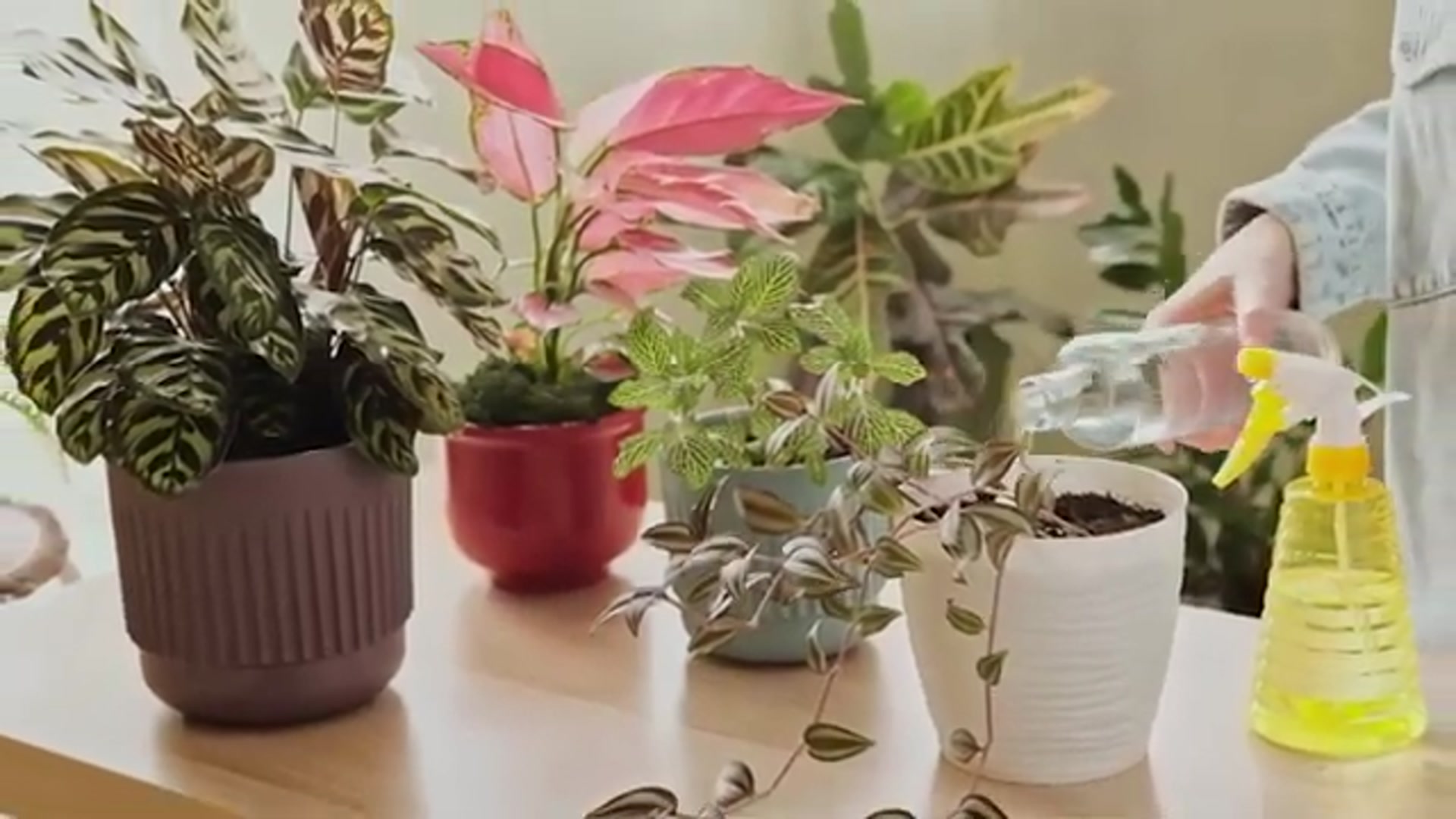 20 Best Coffee Table Plants To Grow Indoors | Open Video