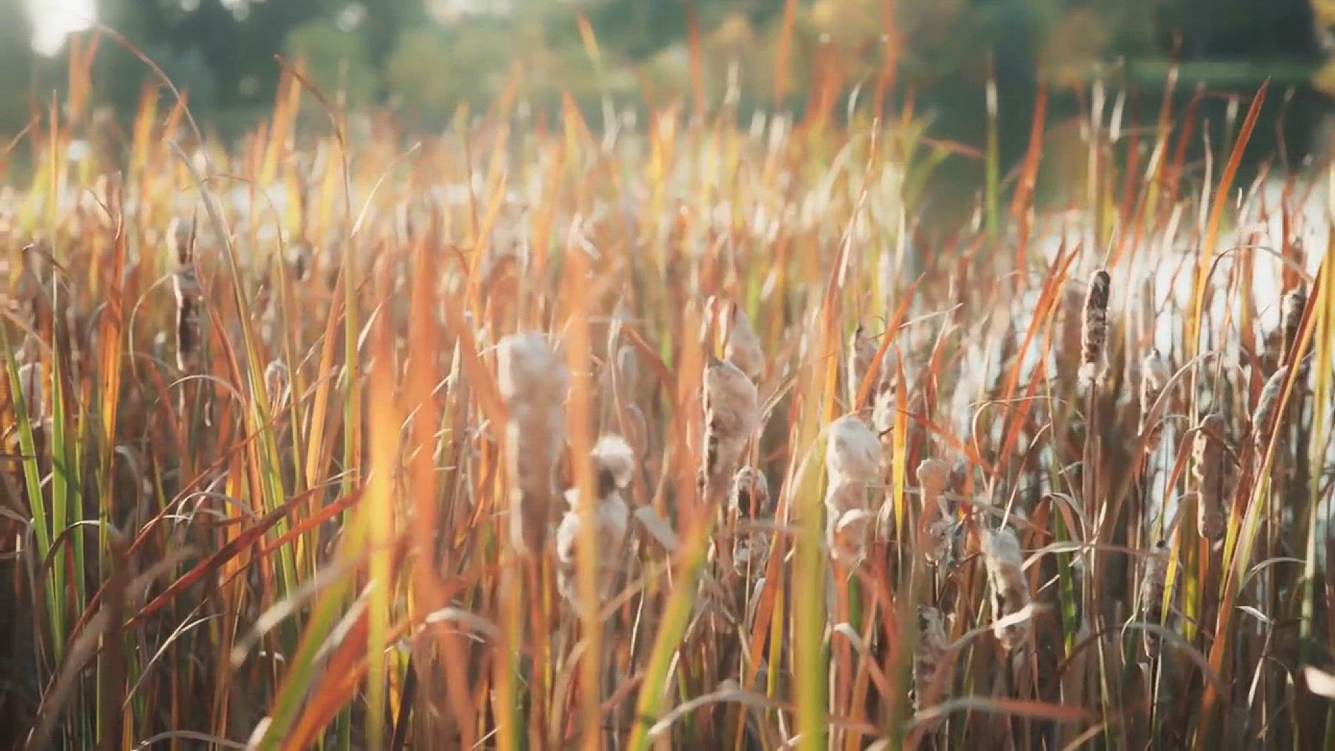 Native Plants for Water Conservation | Open Video