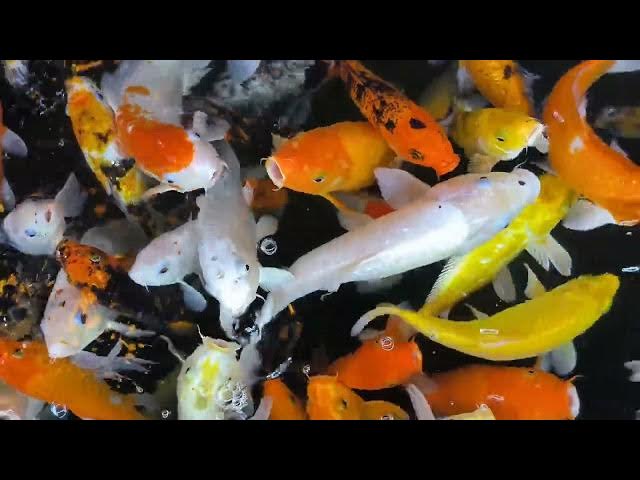 Natural Healing: Herbal Remedies for Koi Fis... | Open Video