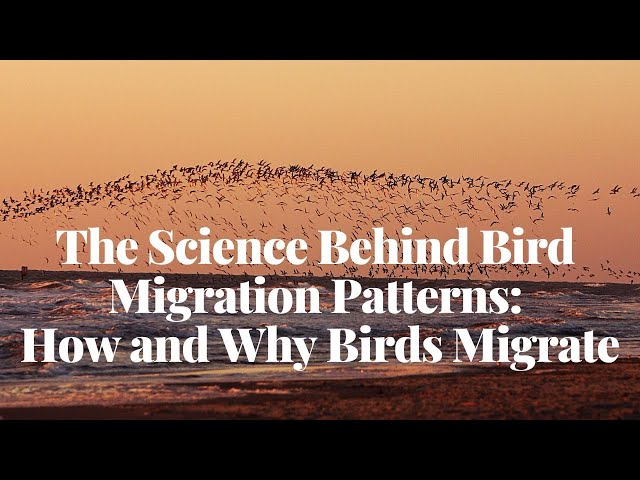 The Science Behind Bird Migration Patterns |... | Open Video