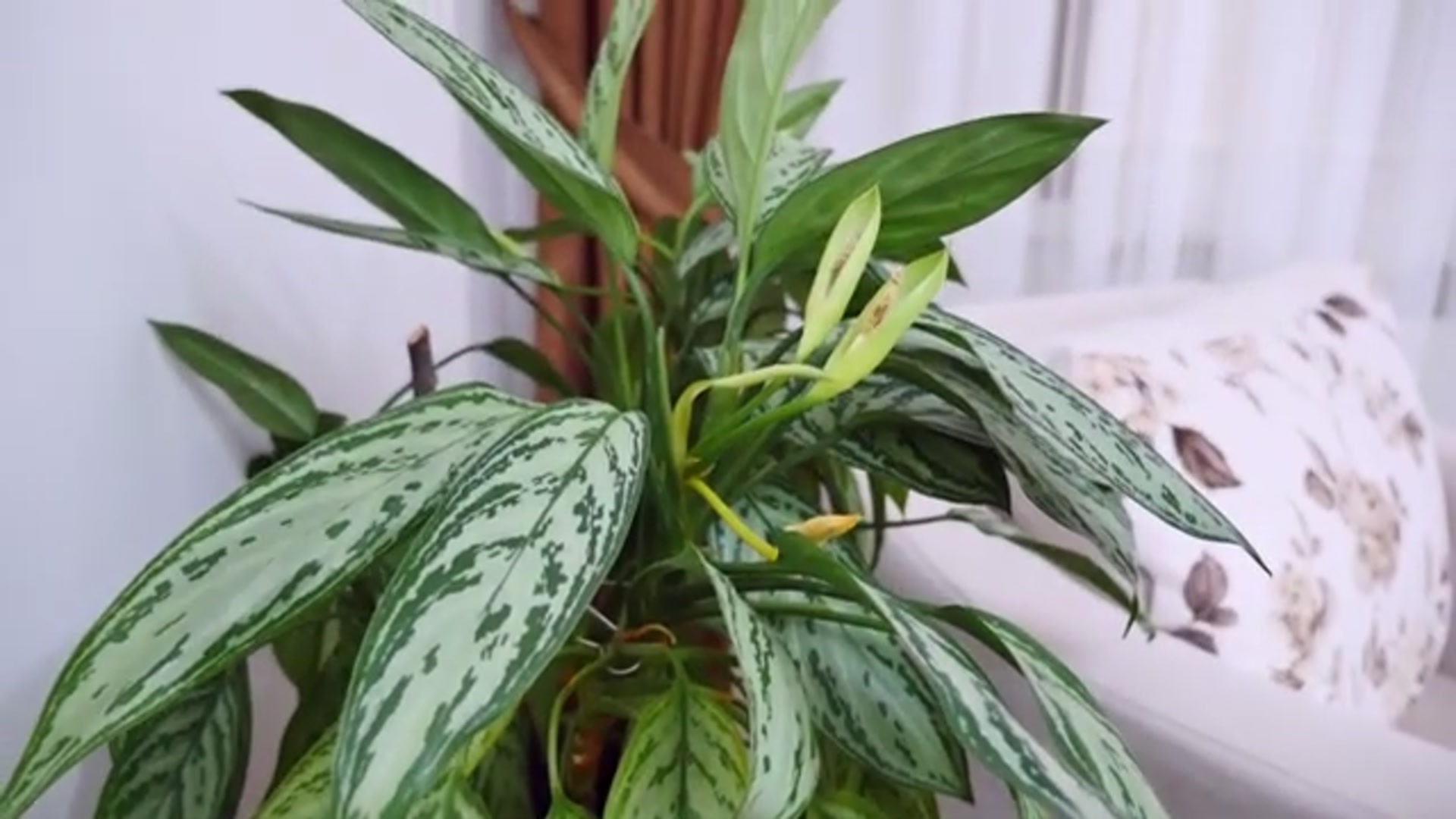 10 Houseplants That Thrive in Darkness – Best Low-Light Indoor Plants ...