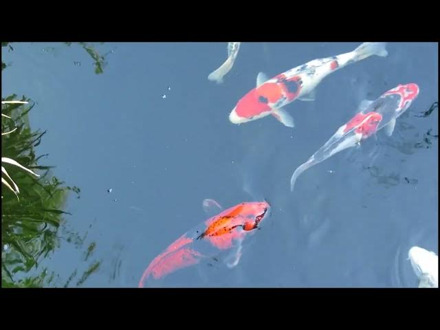 How to Prevent Algae Growth in Your Koi Pond | Open Video