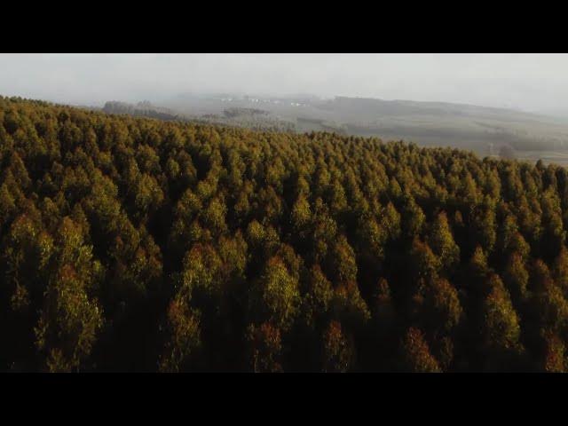 CINEMATIC Earth Tones LUTs Pack for Video | Open Video