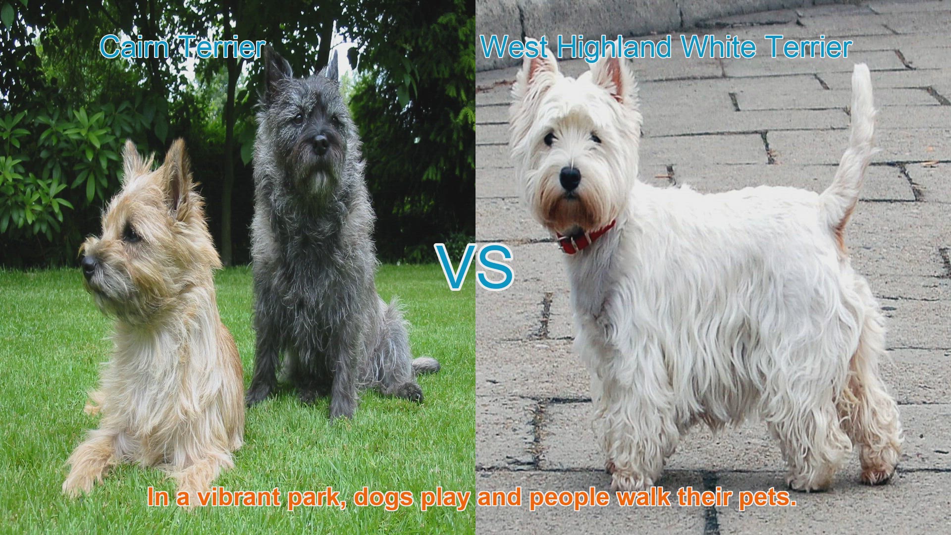 Cairn Terrier vs. West Highland White Terrie... | Open Video