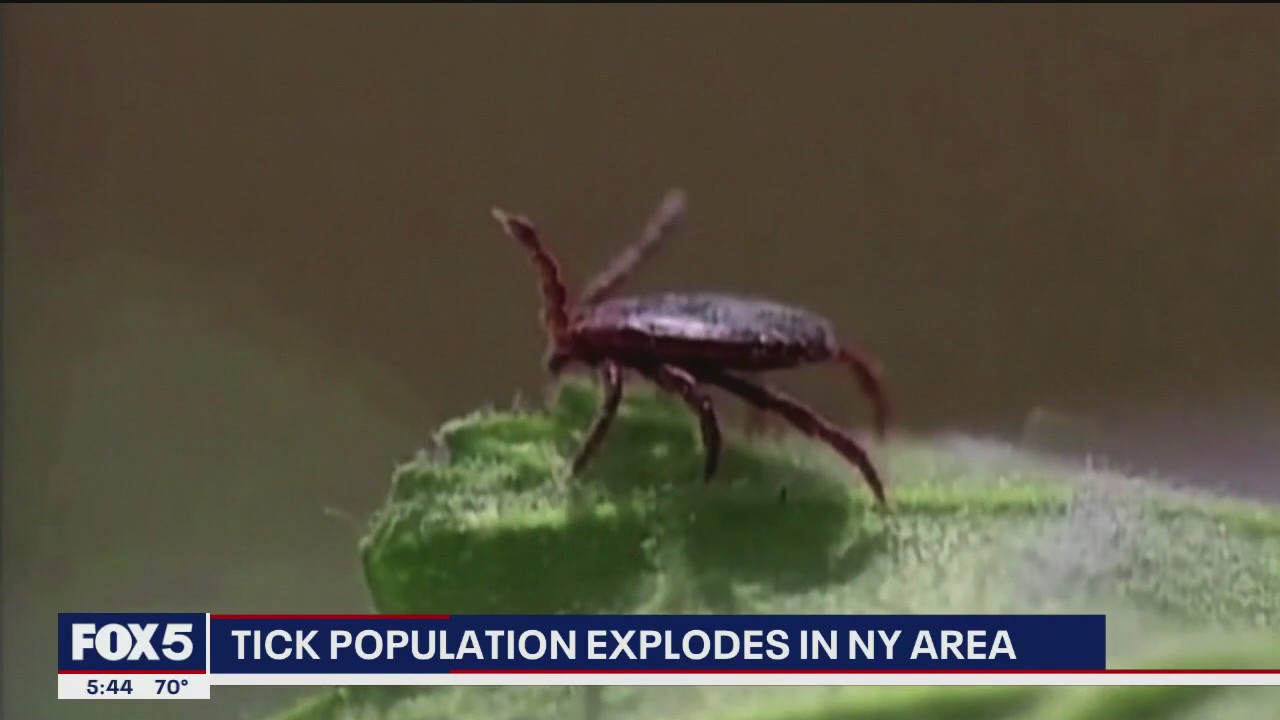NYC sees tick population surge in 2025 | Open Video