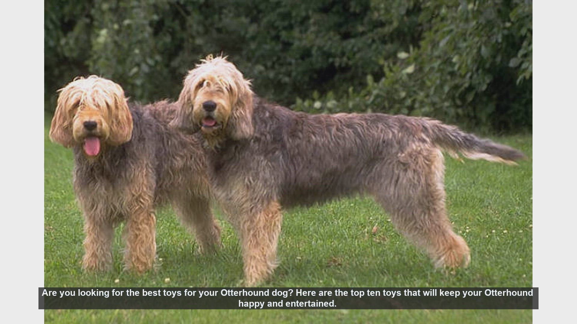 Top 10 Toys to Keep Your Otterhound Happy an... | Open Video