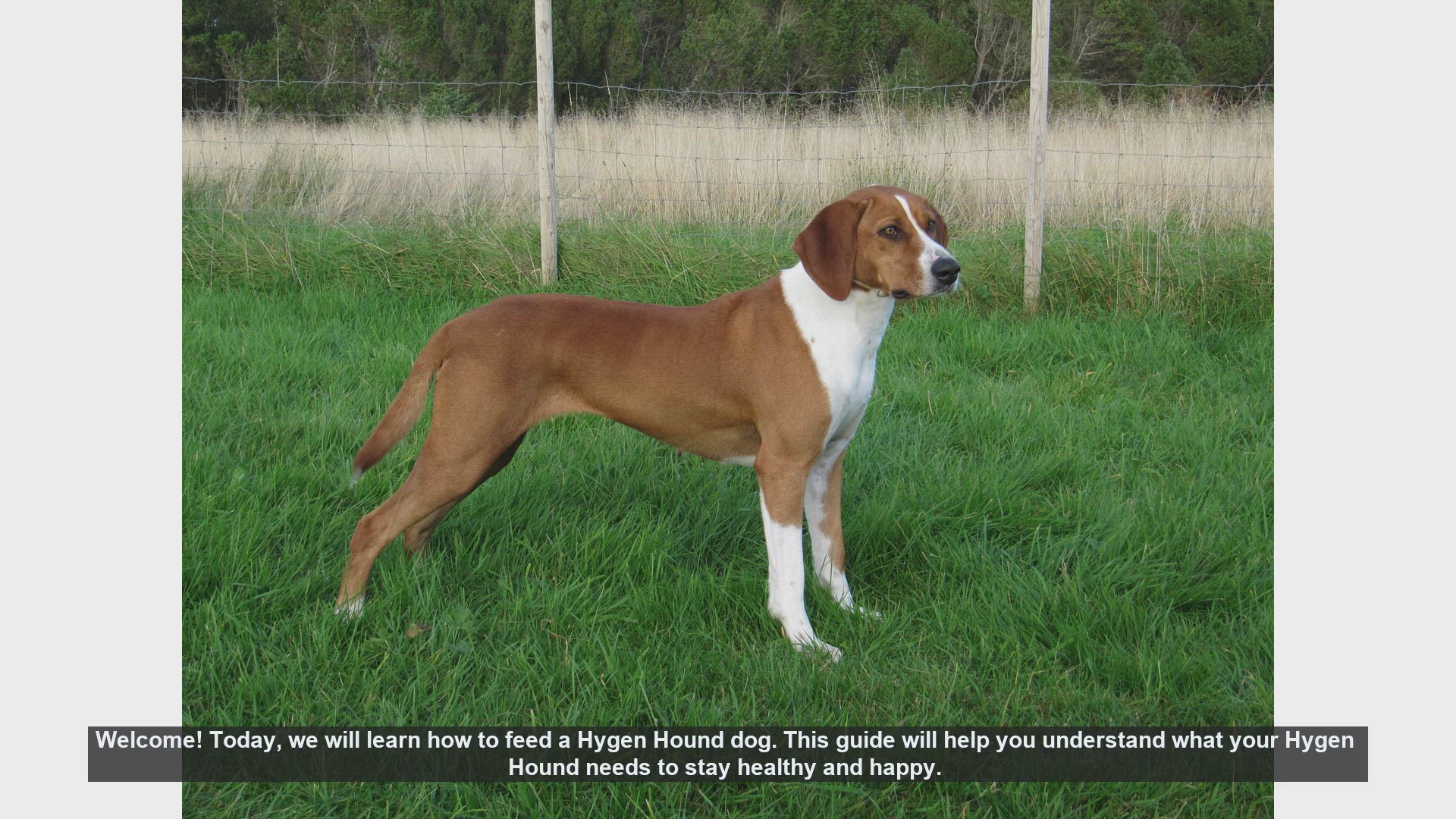 How to Properly Feed Your Hygen Hound: A Com... | Open Video