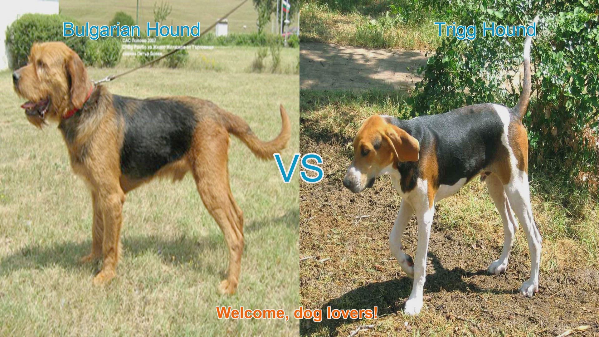 Bulgarian Hound vs. Trigg Hound: A Comprehen... | Open Video