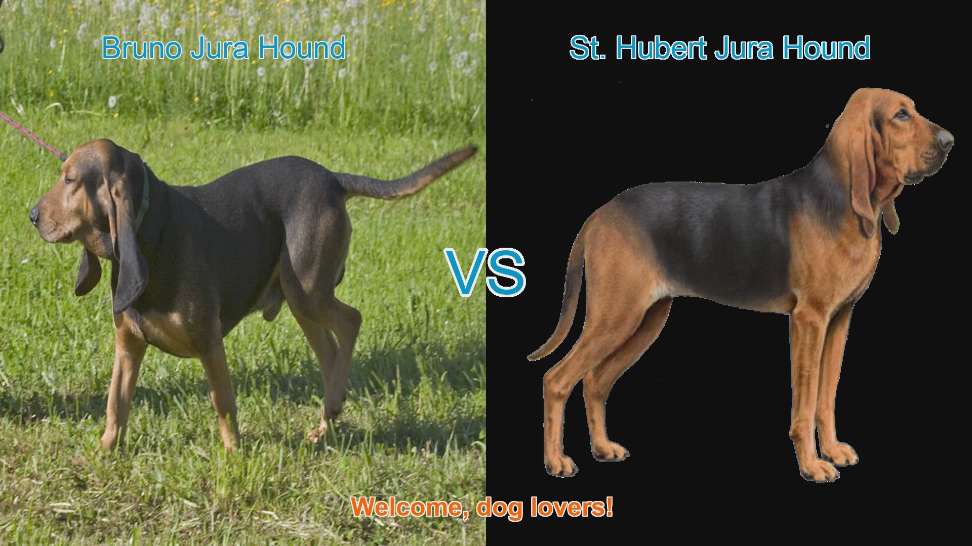Bruno Jura Hound vs. St. Hubert Jura Hound: ... | Open Video