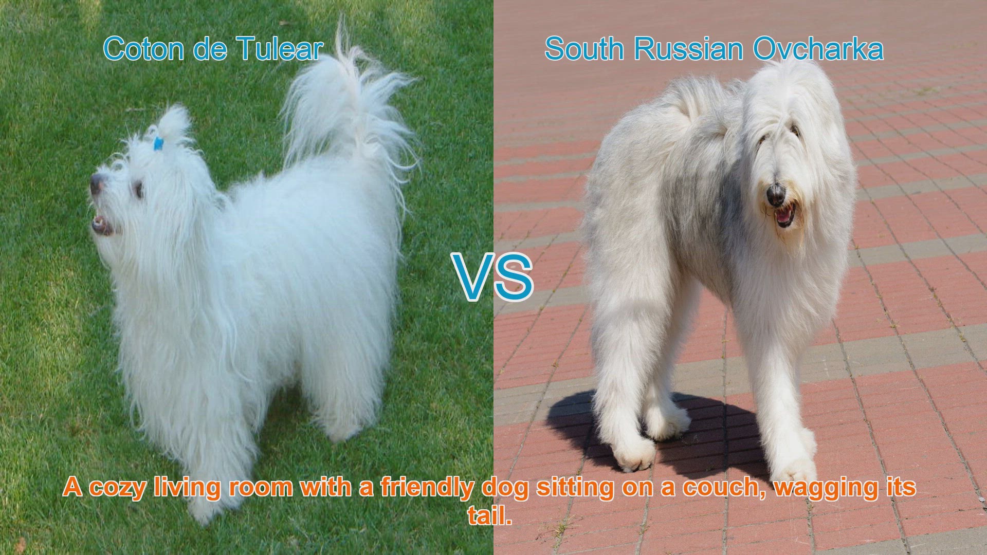 Coton de Tulear vs. South Russian Ovcharka: ... | Open Video