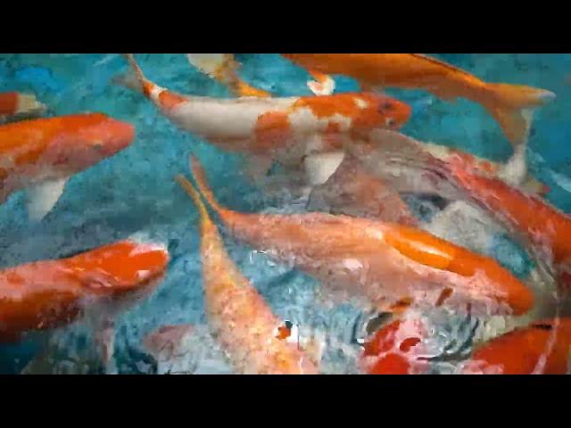 Koi Breeding Techniques for Competition Success | Open Video
