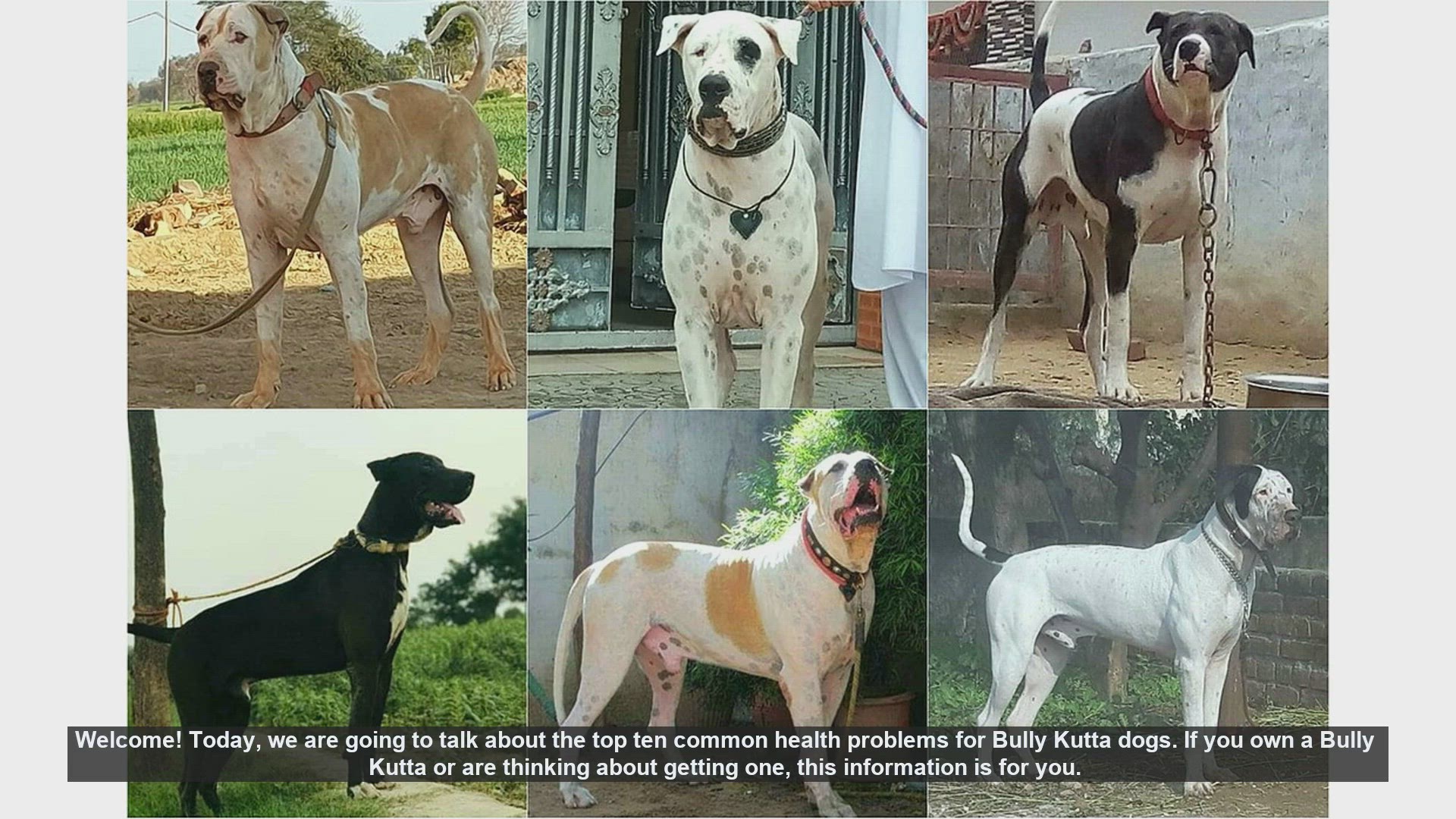 Top 10 Common Health Problems in Bully Kutta... | Open Video
