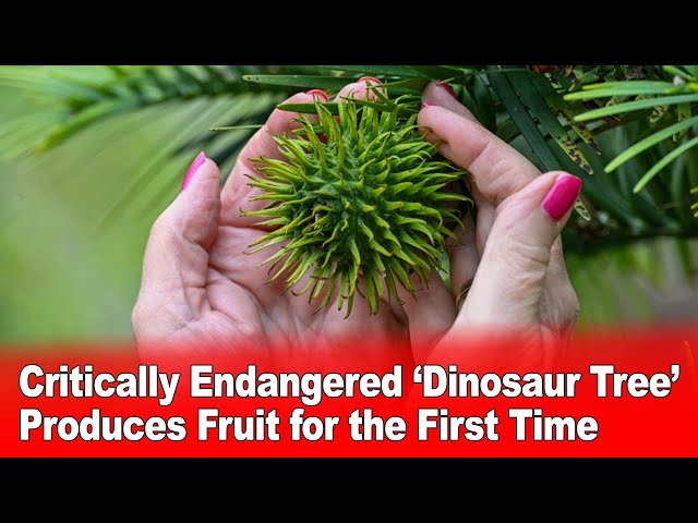 Critically Endangered ‘Dinosaur Tree’ Produc... | Open Video