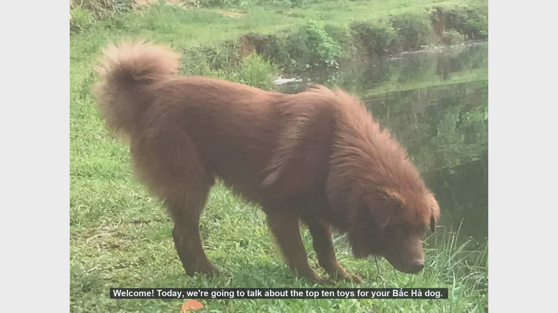 Top 10 Toys for Your Bắc Hà Dog | Open Video