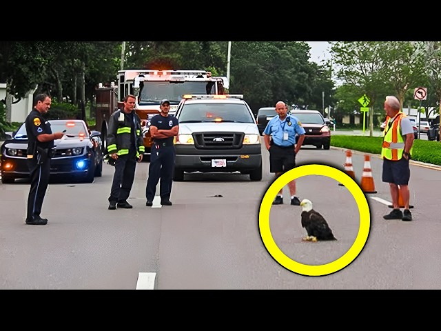 This Bald Eagle was Blocking The Road. When ... | Open Video
