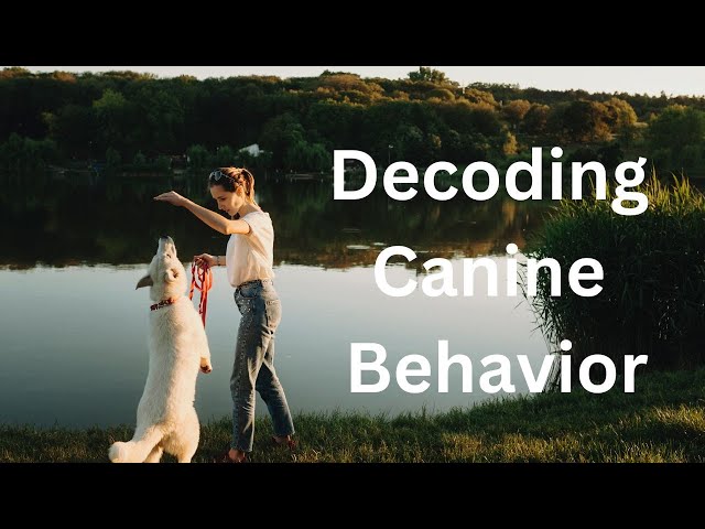Decoding Canine Behavior Understanding Your ... | Open Video