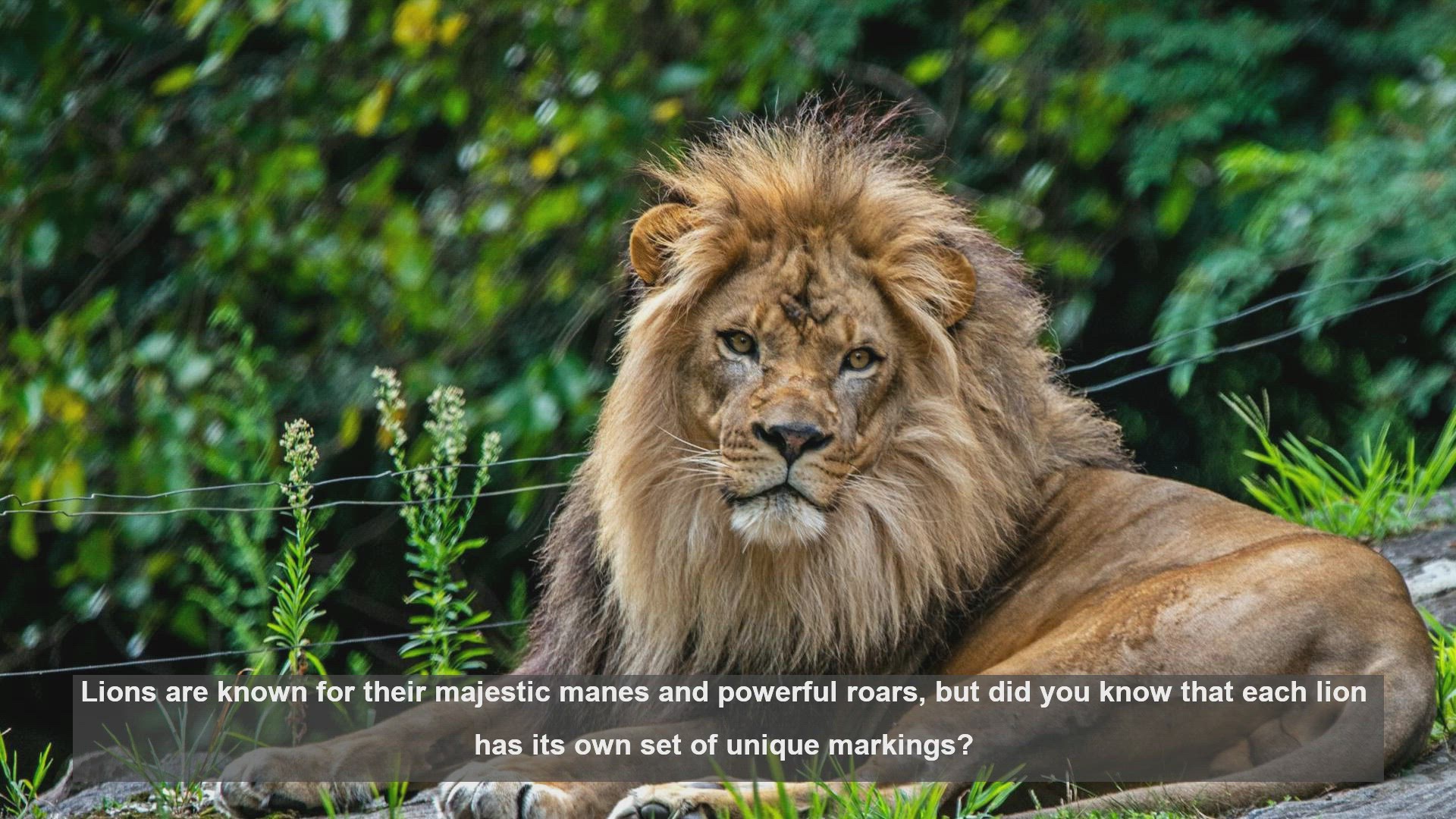 10 Unique Lion Markings: Nature's Finger... | Open Video
