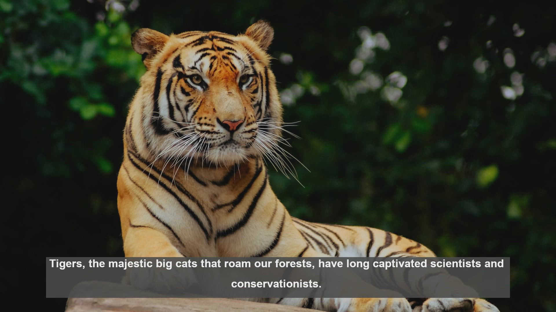 10 Key Methods Scientists Use to Study Tigers | Open Video