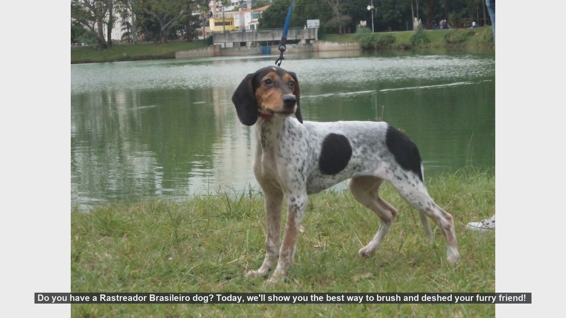 How to Brush and Deshed Your Rastreador Bras... | Open Video