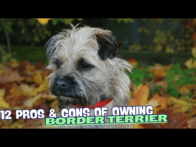 12 Pros & Cons of Owning a Border Terrier🐶 | Open Video
