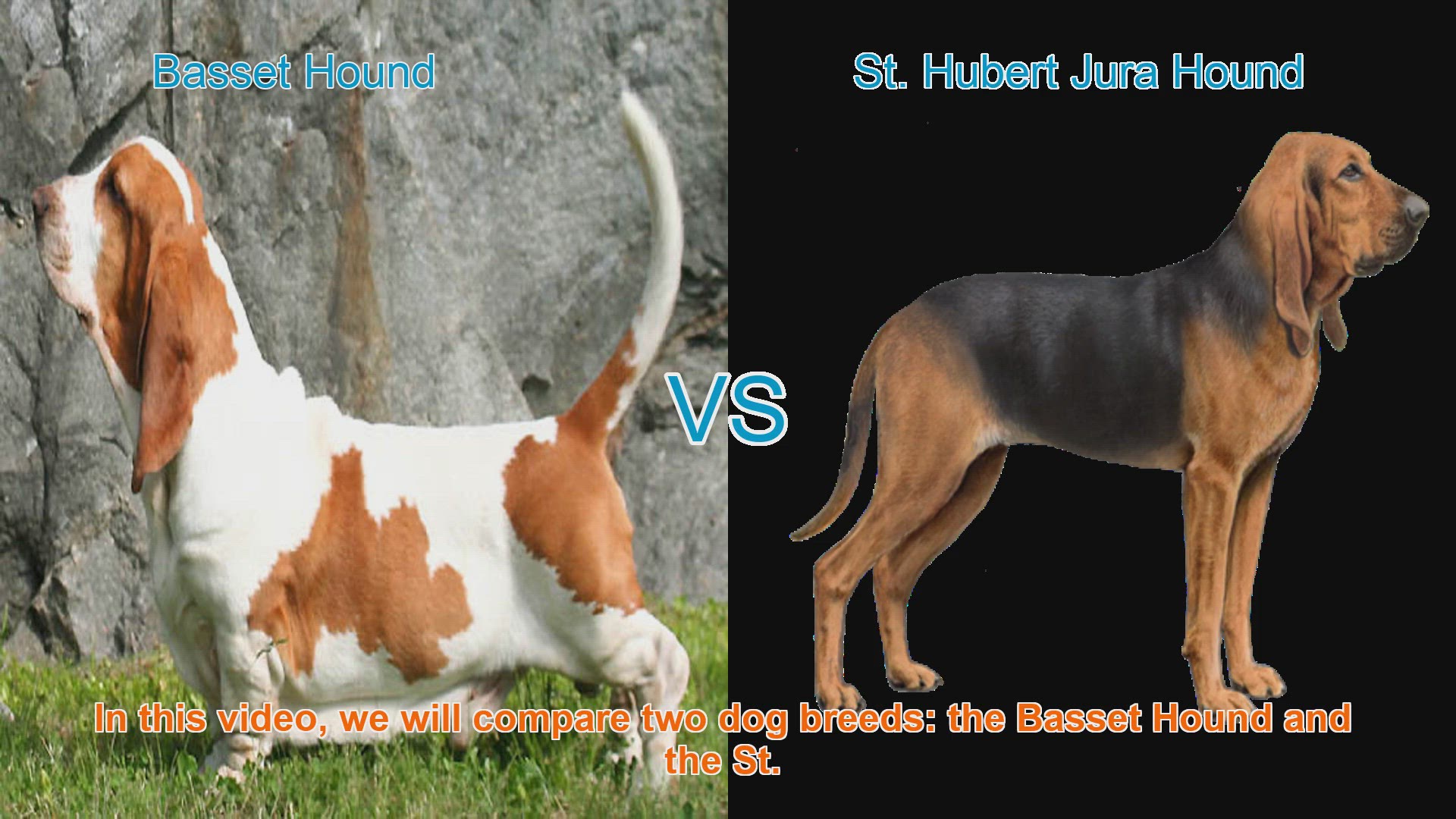 Basset Hound vs. St. Hubert Jura Hound: A Co... | Open Video