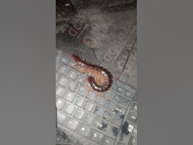 EP -13 Cats Vs Venomous Centipede 4K #Insect... | Open Video