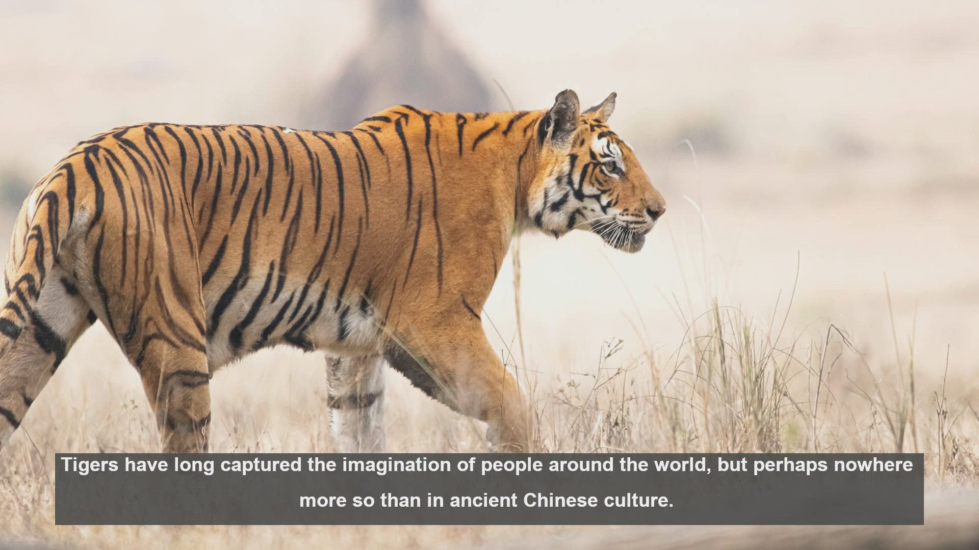 10 Tiger Myths in Ancient Chinese Culture: F... | Open Video