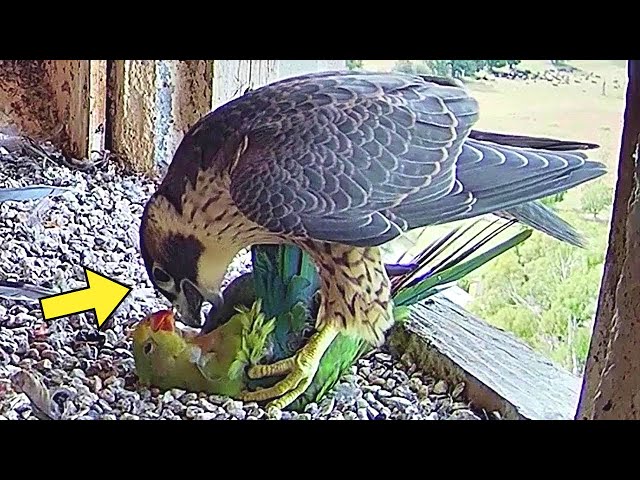 Hawk Attacked Bird In Garden. Bird Keeper Didn’t Expect What Happened ...