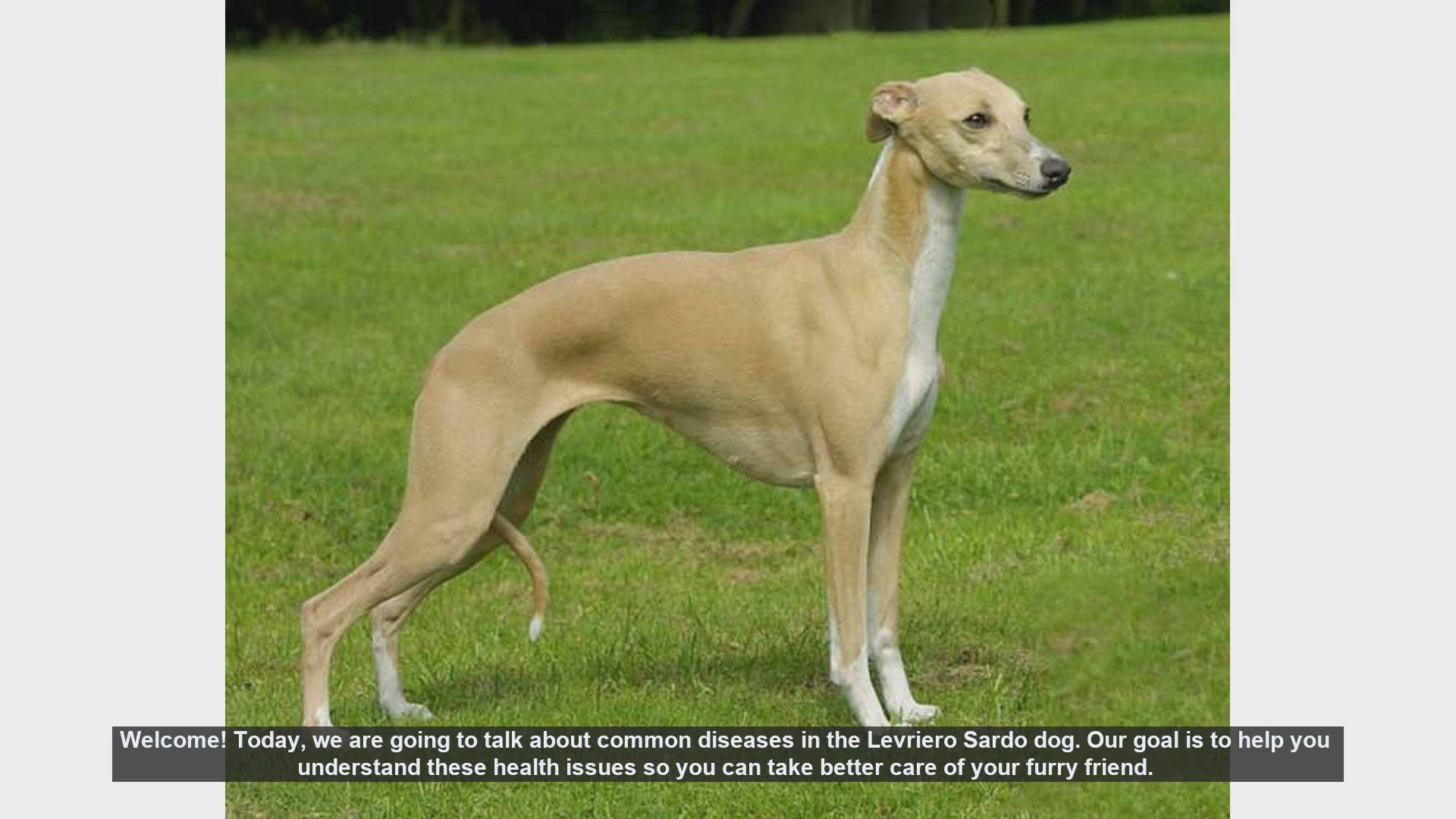 Common Health Issues in Levriero Sardo Dogs:... | Open Video