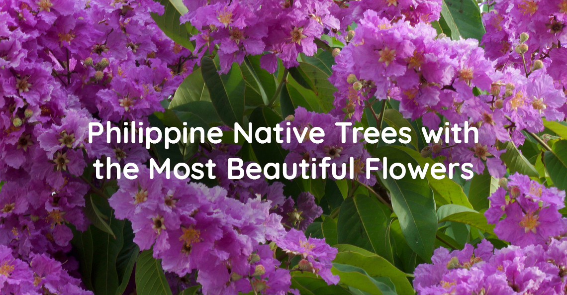 discoverthephilippines.com Videos