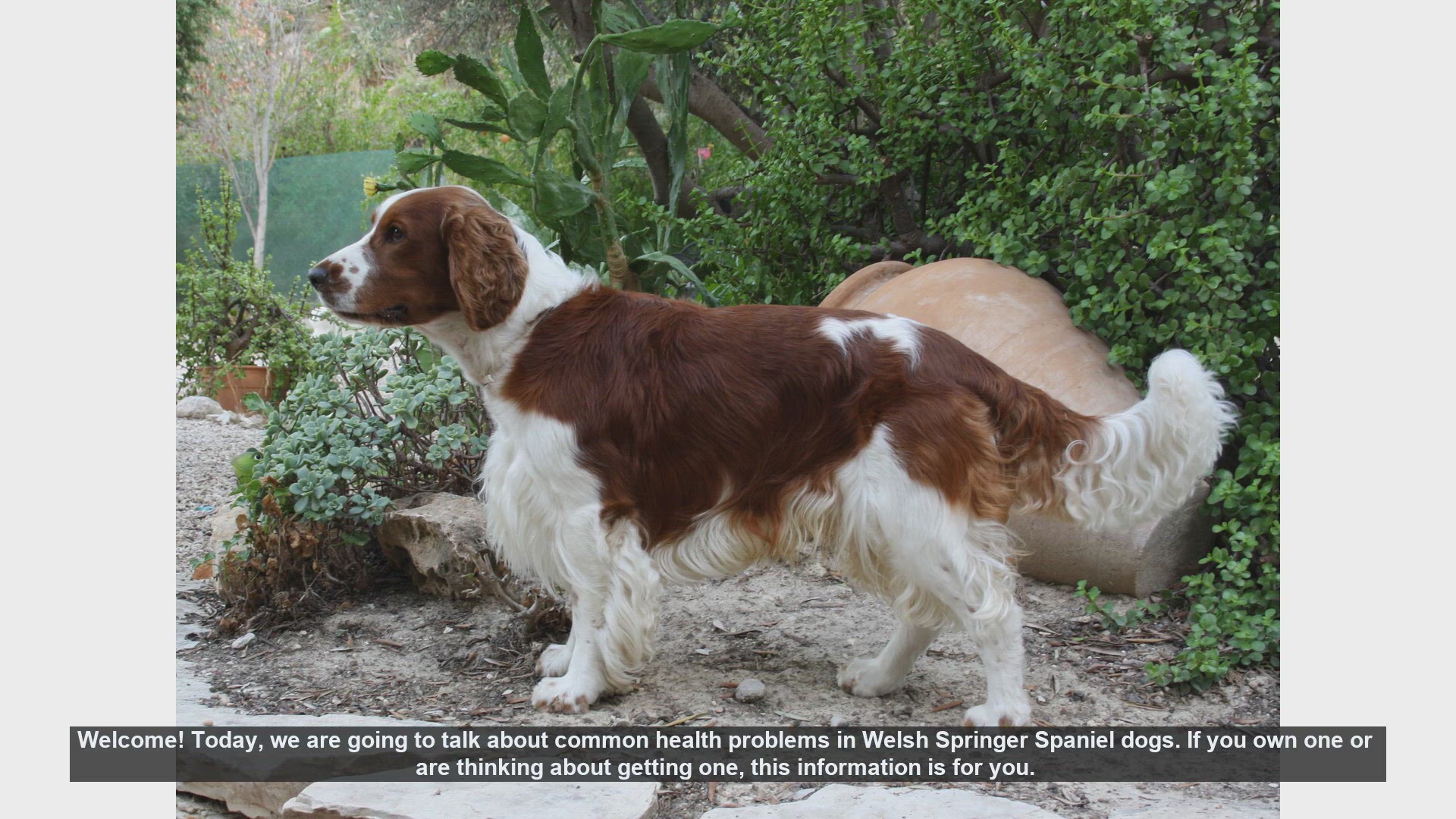 Common Health Problems in Welsh Springer Spa... | Open Video