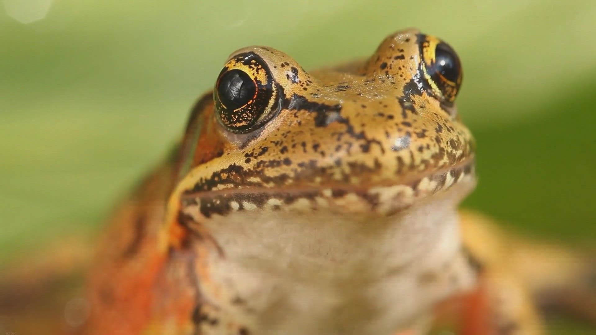 Amphibian Migration in Winter: A Fascinating Journey | Open Video