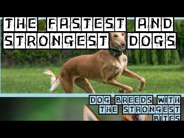 Fastest and Strongest dogs | Open Video