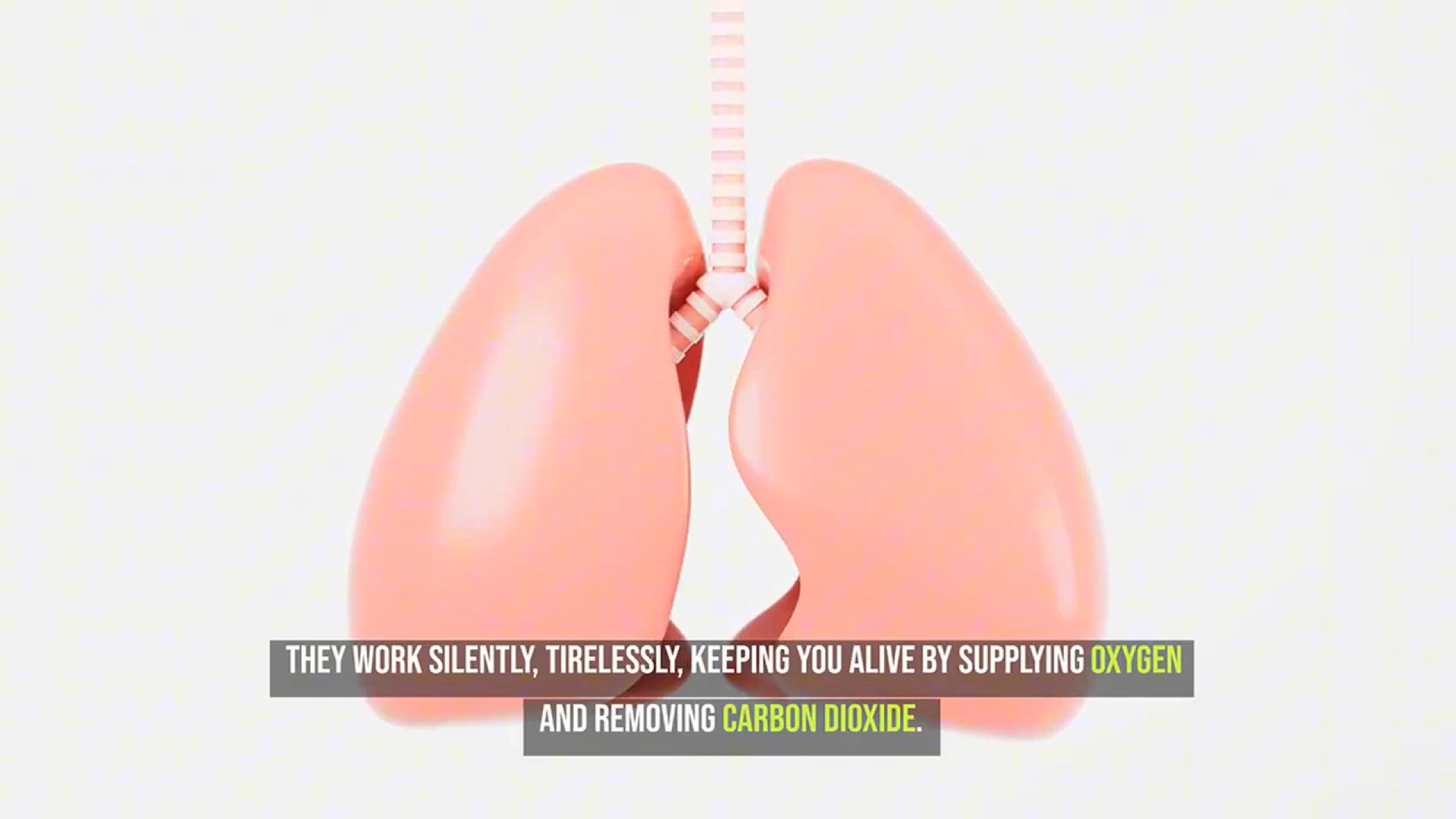 Basics of How Your Lungs Work | Open Video