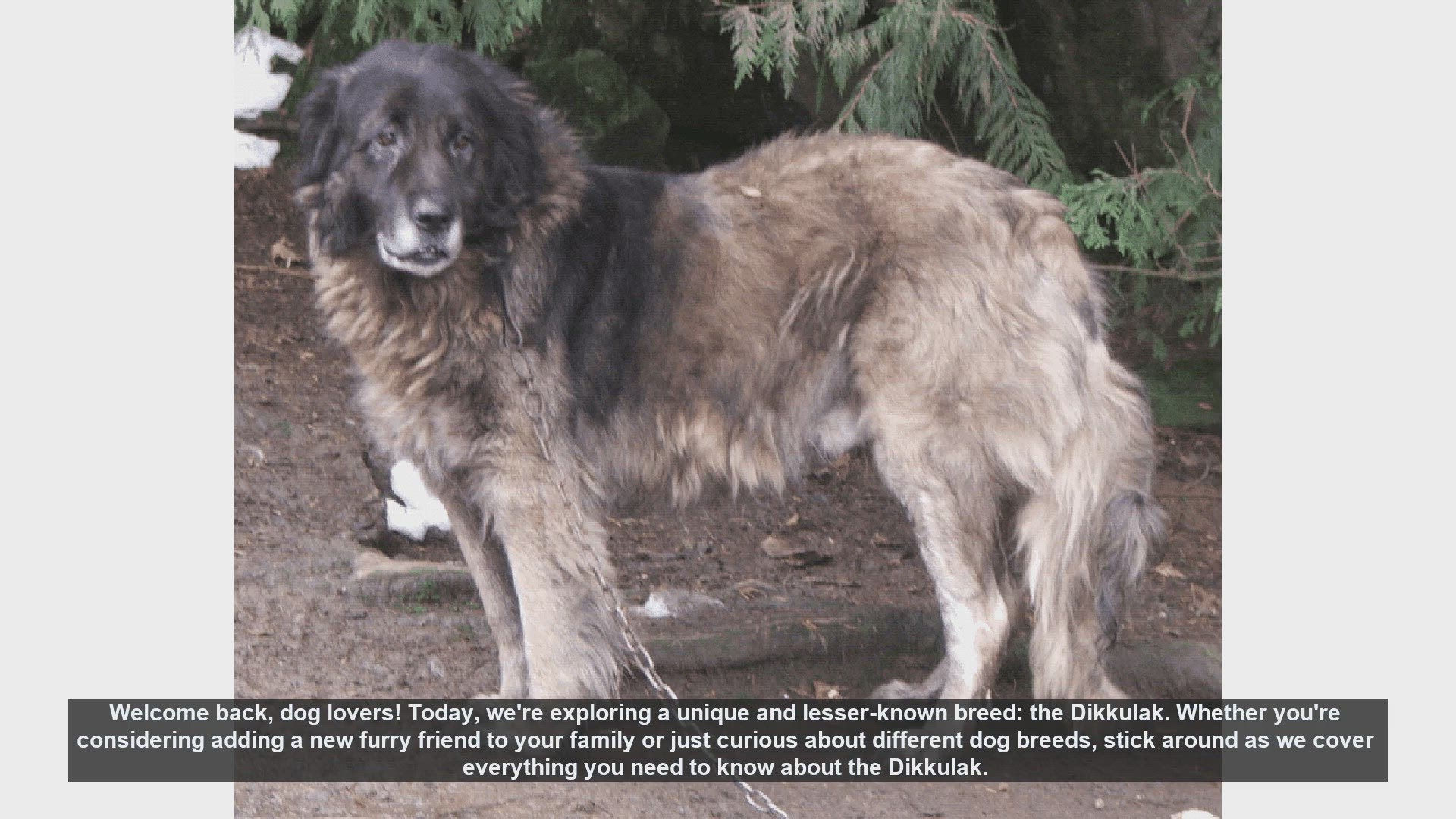 Discovering the Dikkulak: A Unique and Loyal... | Open Video