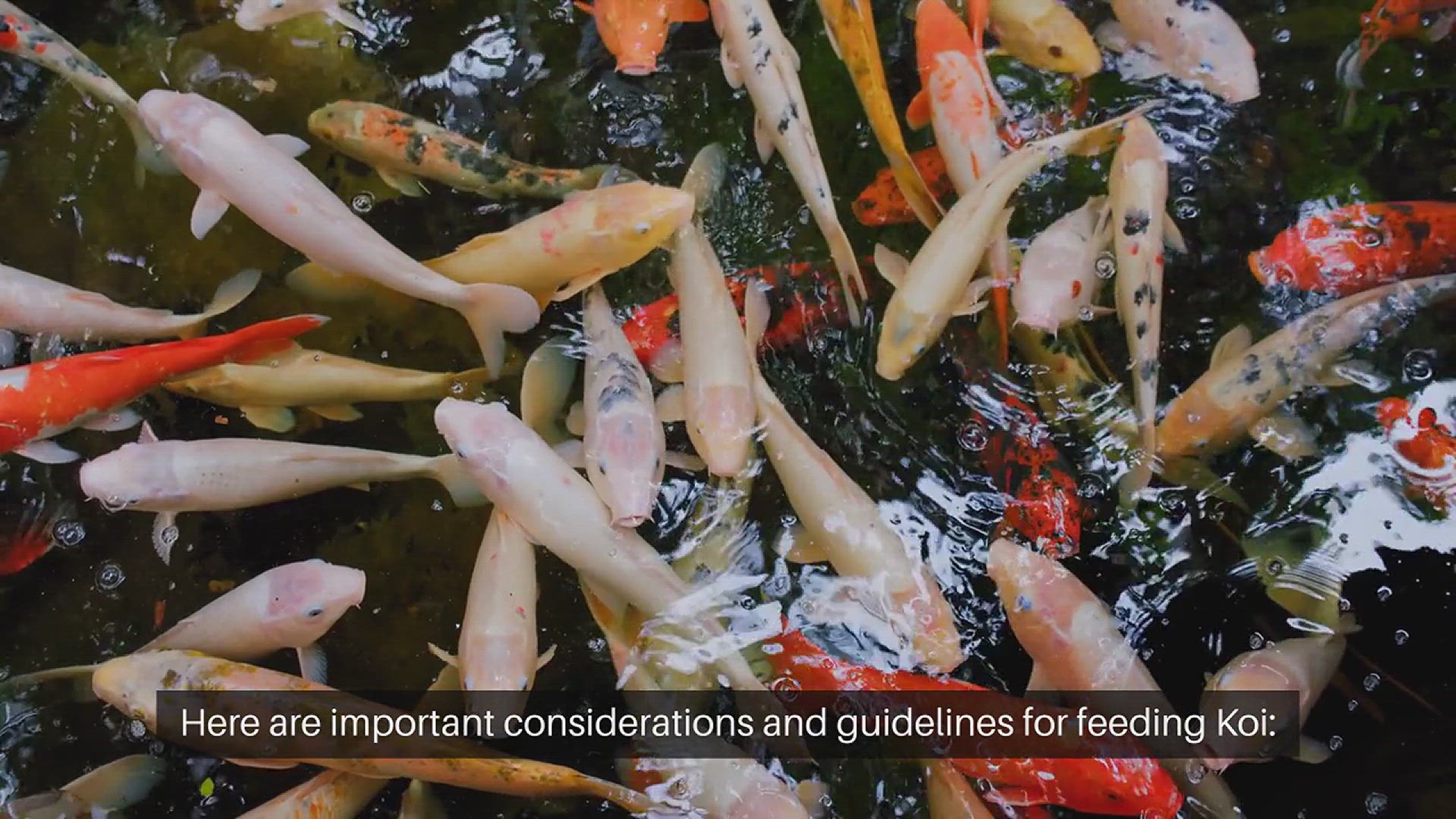 Koi Fish Feeding Schedule | Open Video