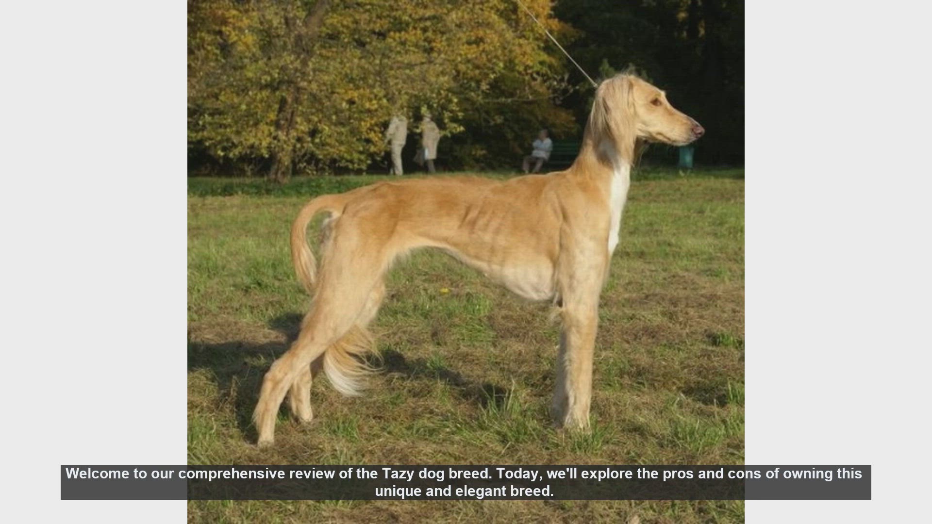 Tazy Dog Breed Review: Pros and Cons of the ... | Open Video