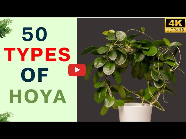 50 Types of Hoya You Can Grow at Home | Hoya... | Open Video