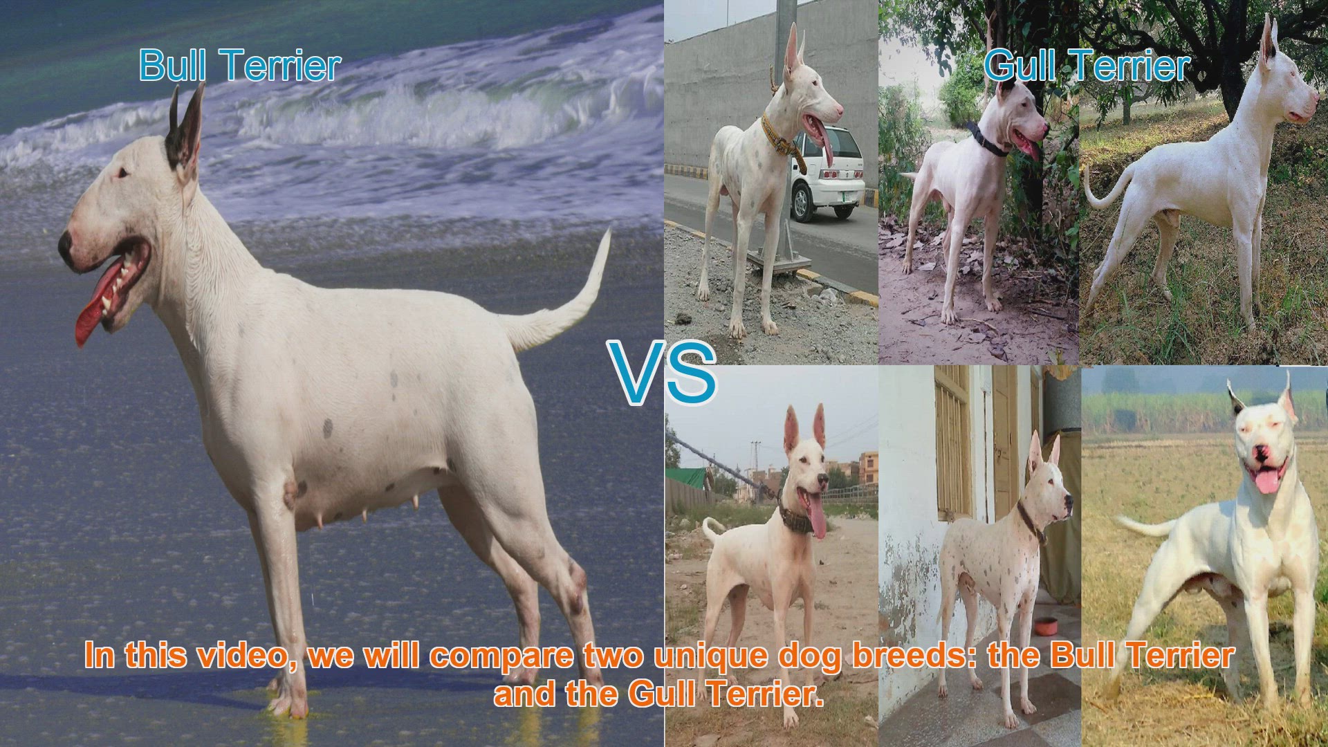 Bull Terrier vs. Gull Terrier: A Comprehensi... | Open Video