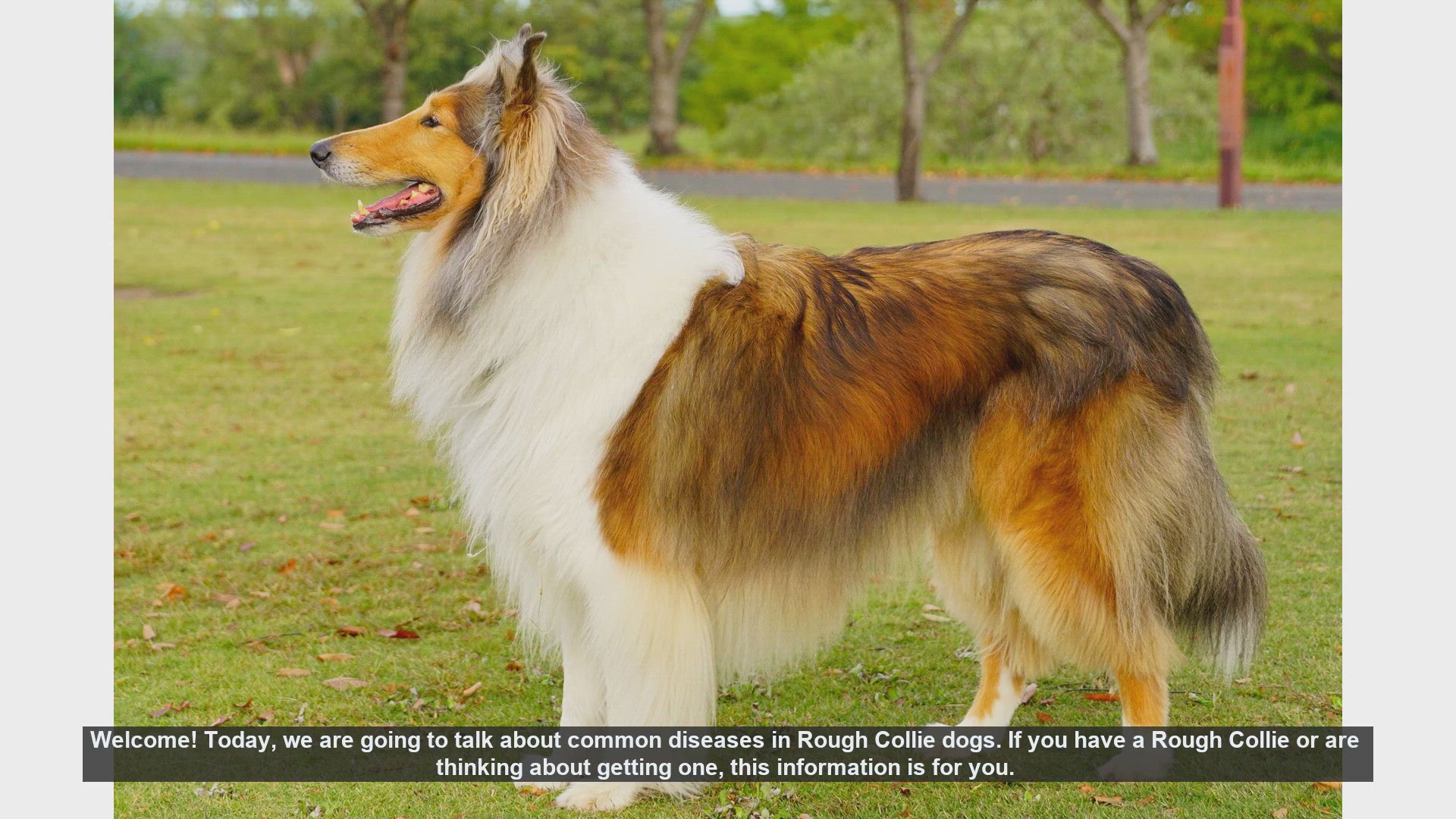 Common Health Issues in Rough Collie Dogs: W... | Open Video