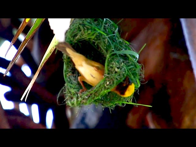 THe Maya bird | Golden bird making nest at forest | Open Video