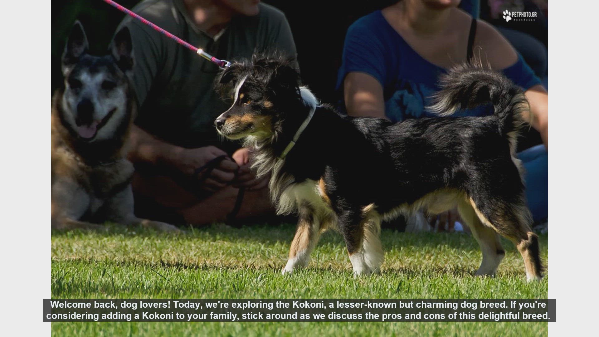 Kokoni Dog Breed: Pros and Cons for Potentia... | Open Video